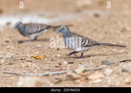 Barred Dove (Geopelia maugeus), endemic to the Lesser Sunda Islands ...