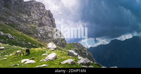 Mount Giona, wild hourses on the Highest Mountain of Southern Greece ...