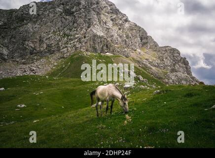 Mount Giona, wild hourses on the Highest Mountain of Southern Greece ...