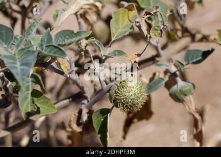 Moonflower (datura wrightii Stock Photo - Alamy