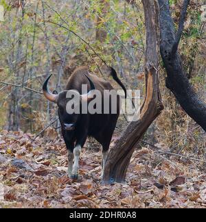 Gaur (Bos gaurus) from Tadoba NP, India Stock Photo - Alamy