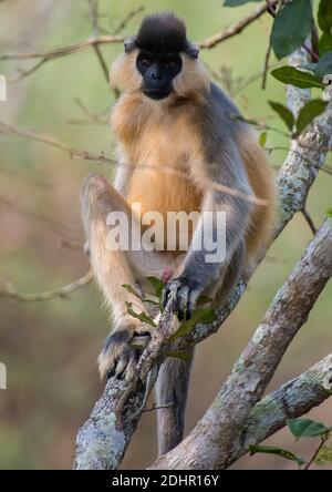Capped langur (Trachypithecus pileatus) from Kaziranga NP, Assam, India ...