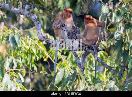 Proboscis monkeis (Nasalis larvatus) at Kinabatangan River, Sabah ...
