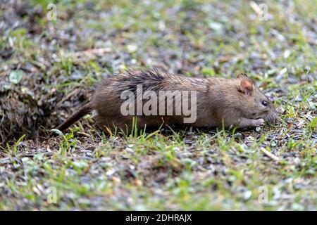 Brown rat (Rattus norwegicus) from south-western Norway Stock Photo - Alamy