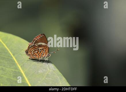 Monkey puzzle butterfly (Rathinda amor), Kerala, India Stock Photo - Alamy
