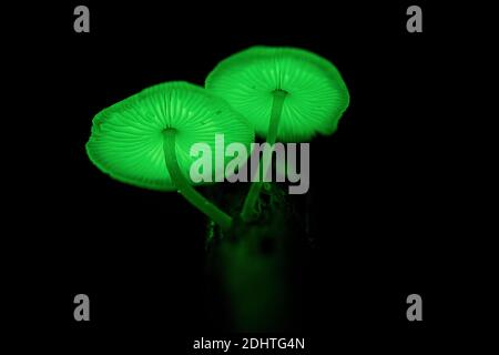 Fungi from the genus Mycena (probably M. chlorophos) has the potential ...