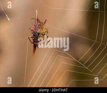 Crab spider (Gasteracantha sp., ventral view) spinning it's web. Photo ...