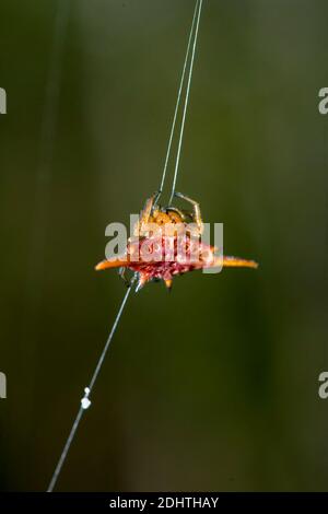 Crab spider (Gasteracantha sp.) from Andasibe, Madagascar Stock Photo ...