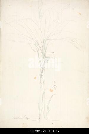 Euphorbia nubica N.E. Br. (Nubian Spurge): finished drawing of ...