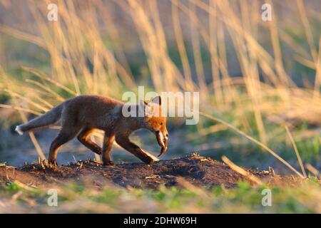 Red fox (Vulpes vulpes) juvenile with a least weasel in meadow at ...