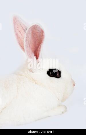 Hotot Rabbit against White Background, Breed from Normandy Stock Photo ...