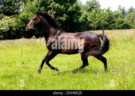 English Thoroughbred, Male Galloping through Meadow, Normandy Stock ...