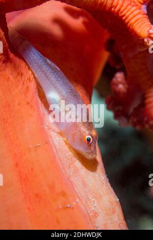 Translucent coral goby, Bryaninops erythrops, Lembeh Strait, North ...