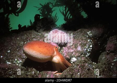 Curled octopus, lesser octopus, horned octopus (Eledone cirrhosa ...