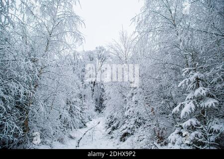 Snow covered winter forest landscape aerial view with pines and ...