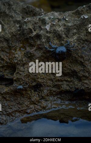 Small crab, crabs on rocks at the beach, at the sea, small waves Stock ...