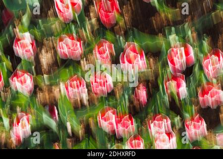 Artsy motion blurred pink tulips Stock Photo - Alamy