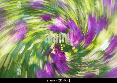 Artsy swirling motion blurred purple flowers Stock Photo - Alamy