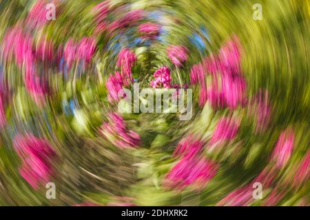 Artsy swirling motion blurred purple flowers Stock Photo - Alamy