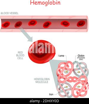 Structure of hemoglobin. Red blood cell, hemoglobin molecule, and ...