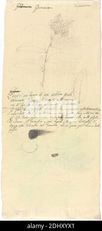 Gemero (Capparis tomentosa); Guoneck (Dichrostachys cinerea) by Luigi ...