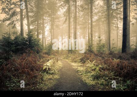 Mist in Wheldrake Wood, York, North Yorkshire Stock Photo - Alamy