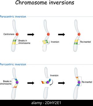 Chromosomal abnormalities. Deletion, duplication, inversion, translocation, insertion ...