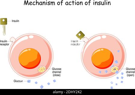 Mechanism of action of insulin in the cell. Insulin regulates the ...