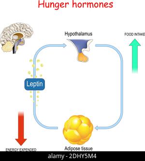 Ghrelin and leptin. Human endocrine system, metabolism. Appetite and ...