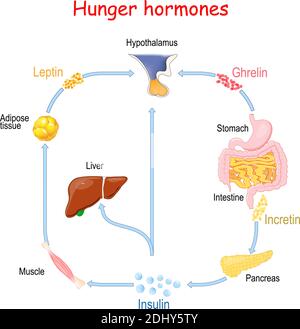 Ghrelin and leptin. Human endocrine system, metabolism. Appetite and ...