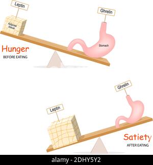 Balance of Hormones. hunger and satiety. Leptin (adipose tissue) and ...