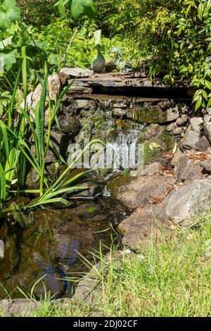 Issaquah, Washington, USA. Water feature backyard pond with waterfall ...