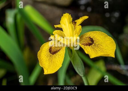 Issaquah, Washington, USA. Roy Davidson Iris, a hybrid beardless iris, growing in a pond Stock ...