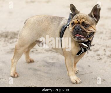 Frenchie at the beach Stock Photo - Alamy