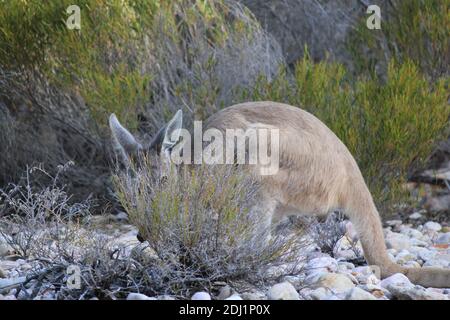 Red Kangaroo in a dry Western Australia landscape at sunset Stock Photo ...