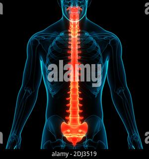 Spinal Cord Vertebral Column Lumbar Vertebrae of Human Skeleton System ...