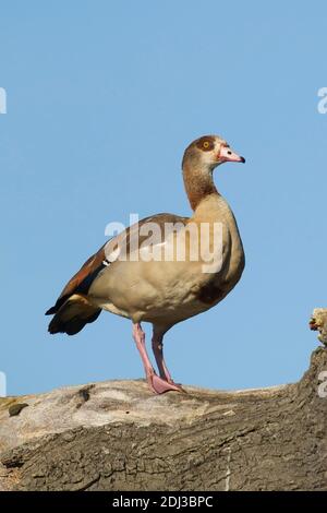 A goose standing on tree trunk next to river Stock Photo - Alamy