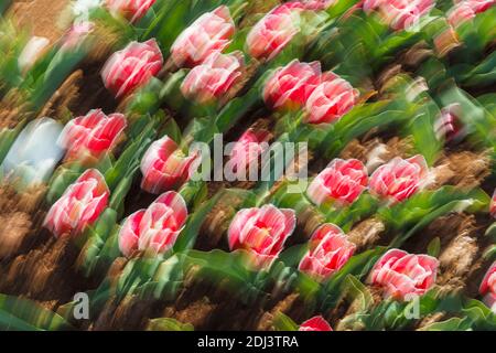 Artsy motion blurred pink tulips Stock Photo - Alamy