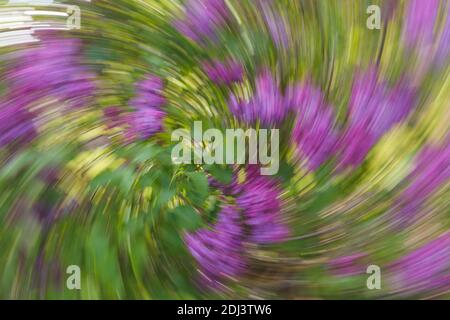 Artsy swirling motion blurred purple flowers Stock Photo - Alamy