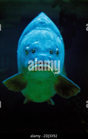 Adult adult common carp (Cyprinus carpio) spawning, thrashing around in ...