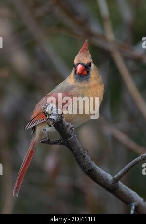 Northern Cardinal female in autumn in Michigan Stock Photo - Alamy