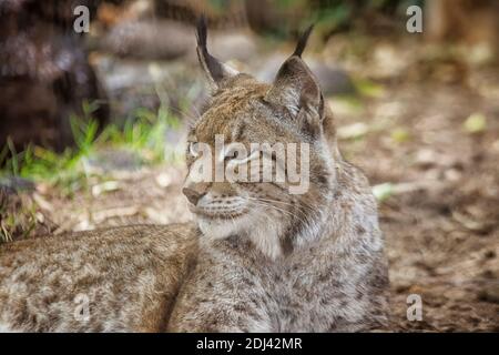 Close-up of Eurasian lynx / Northern lynx (Lynx lynx lynx) hunting in ...