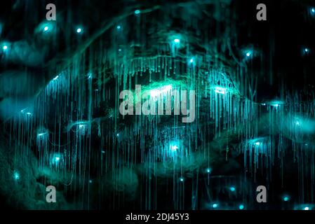 Arachnocampa luminosa, known colloquially as glow worms, dangle sticky ...