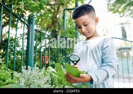Child observing nature with a magnifying glass Stock Photo - Alamy