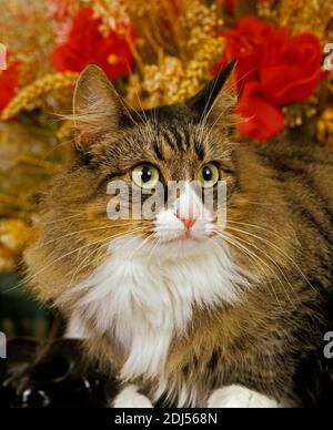 Skogkatt domestic cat, portrait of adult against black background Stock ...