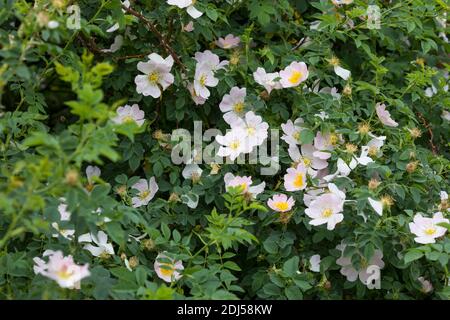 Hunds-Rose, Hundsrose, Heckenrose, Wildrose, Rose, Rosen, Rosenblüten ...