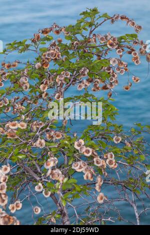 Christusdorn, Gemeiner Stechdorn, Stechdorn, Frucht, Früchte, Paliurus ...