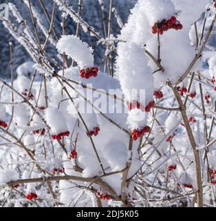 Branches of bush with Snow and rime ice. Cold snowy weather. Frosting ...