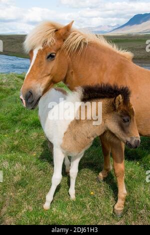 Islandpferd, Islandpony, Islaender, (Equus ferus caballus Stock Photo ...