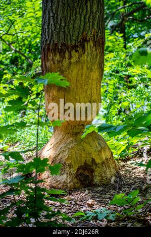 Beaver damage to oak tree in winter Stock Photo - Alamy